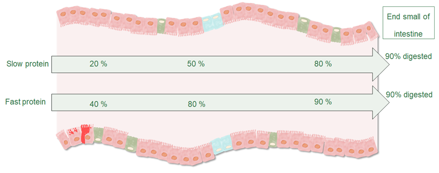 Protein kinetics: Why should nutritionists care? Better use of protein ...